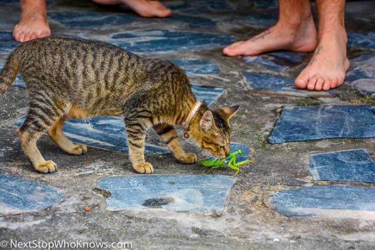 Praying Mantis Vs Cat – An Epic Battle | Irish Travel Bloggers | Next ...