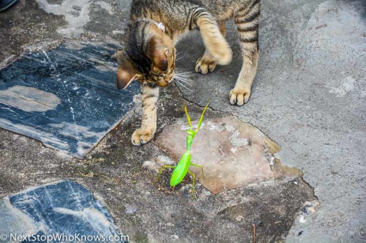Praying Mantis Vs Cat – An Epic Battle | Irish Travel Bloggers | Next ...