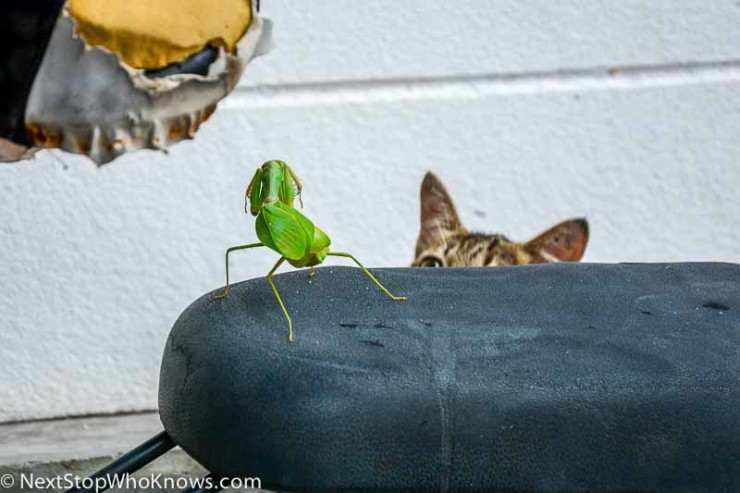 Praying Mantis Vs Cat – An Epic Battle | Irish Travel Bloggers | Next ...