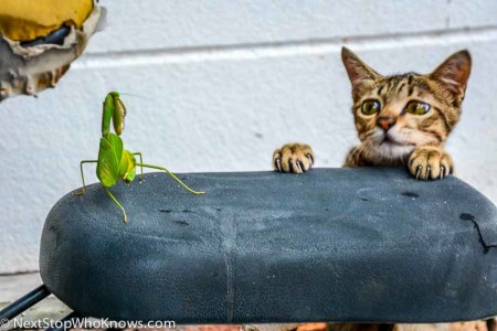 Praying Mantis Vs Cat – An Epic Battle | Irish Travel Bloggers | Next ...