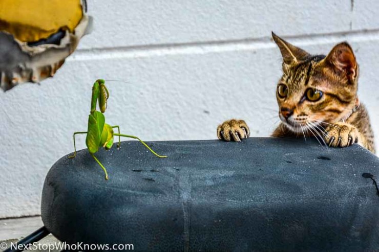 Praying Mantis Vs Cat – An Epic Battle | Irish Travel Bloggers | Next ...