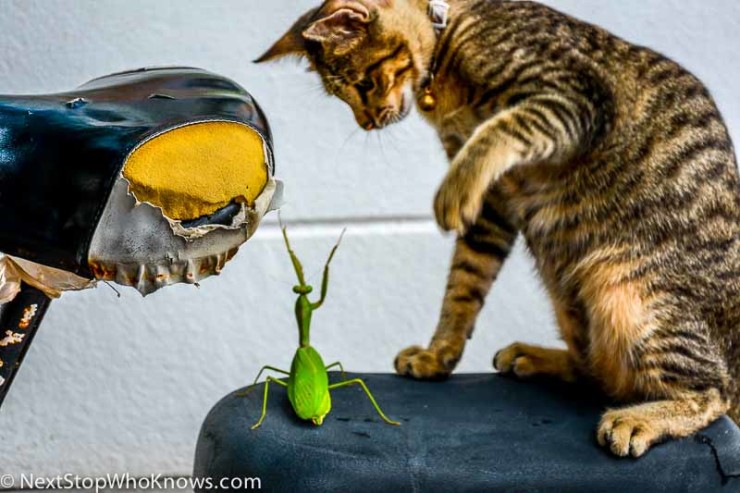 Praying Mantis Vs Cat – An Epic Battle | Irish Travel Bloggers | Next ...