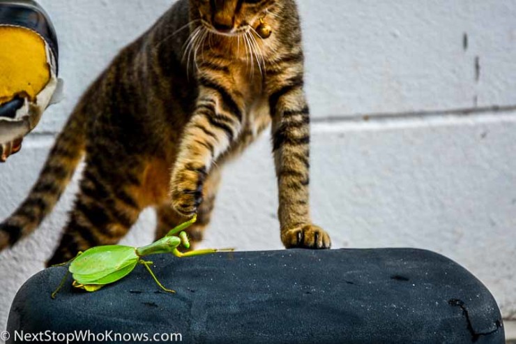 Praying Mantis Vs Cat – An Epic Battle | Irish Travel Bloggers | Next ...