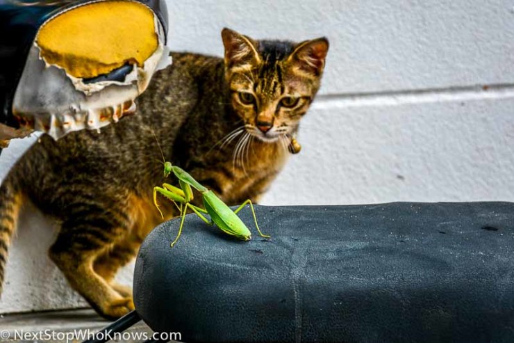 Praying Mantis Vs Cat – An Epic Battle | Irish Travel Bloggers | Next ...