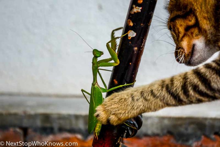 Praying Mantis Vs Cat – An Epic Battle | Irish Travel Bloggers | Next ...